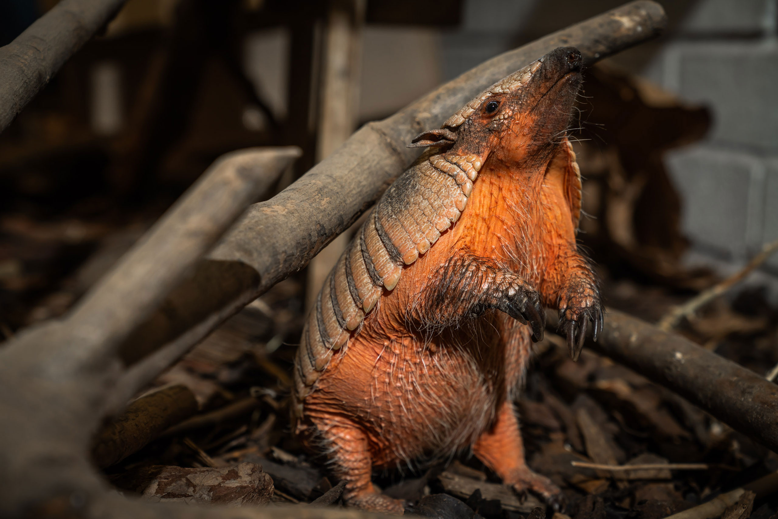 Animal Management and Land-based Industries - University Centre Rotherham